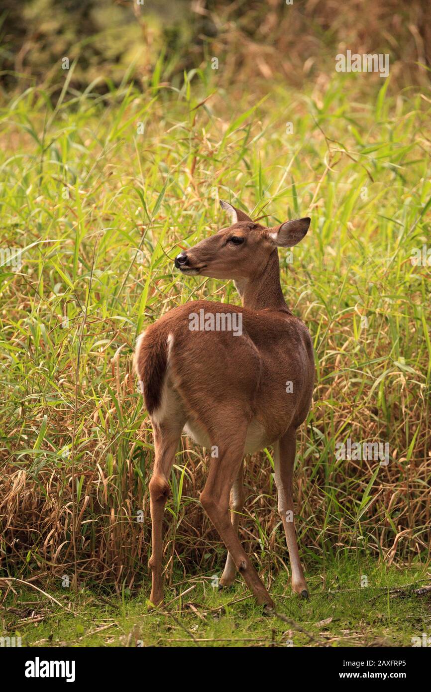White-tailed deer Odocoileus virginianus forages for clover in the ...