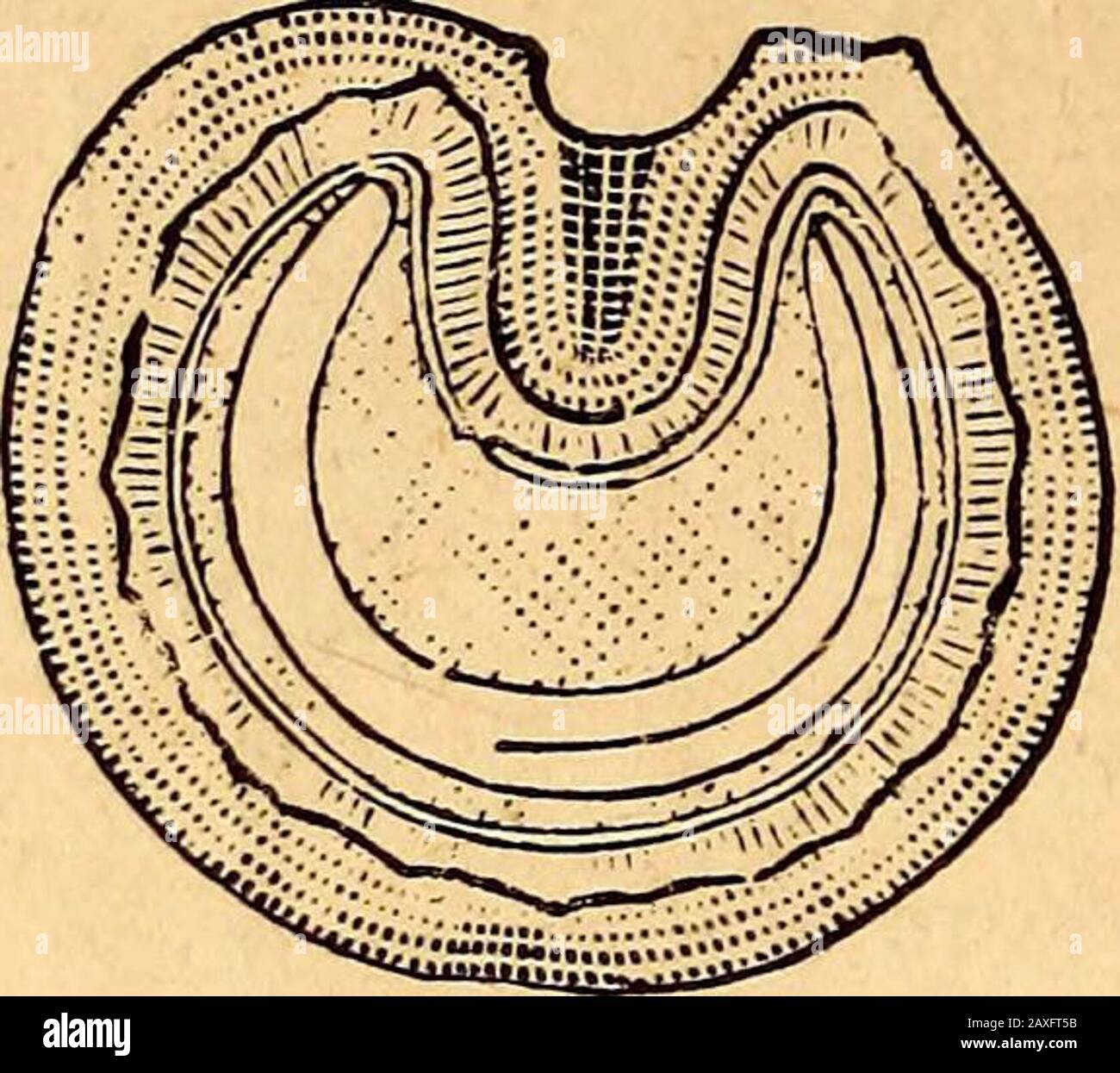 Text-book of structural and physiological botany Stock Photo - Alamy