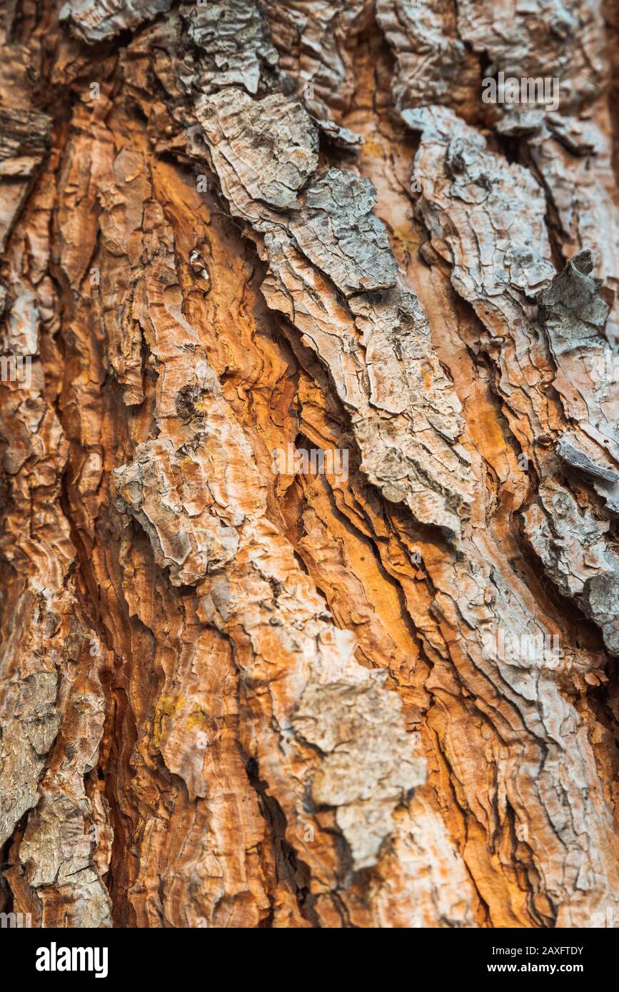 background made of old tree bark texture and patterns Stock Photo - Alamy