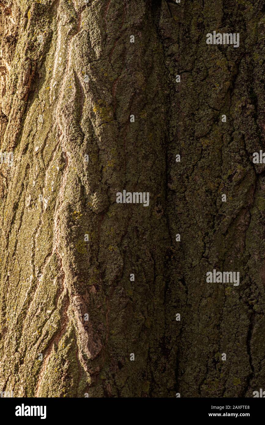 background made of old tree bark texture and patterns Stock Photo - Alamy