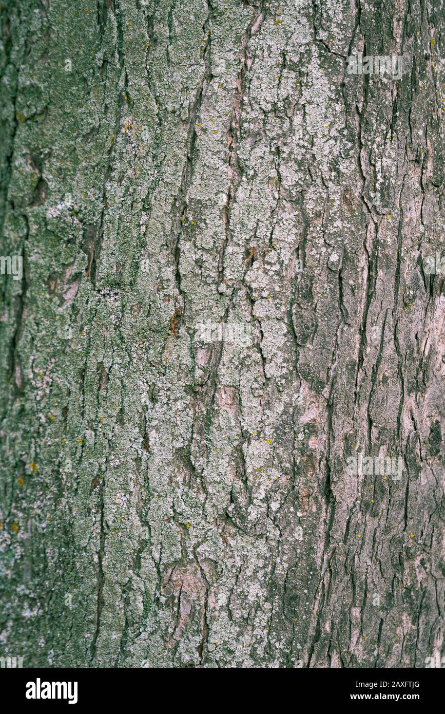 background made of old tree bark texture and patterns Stock Photo - Alamy