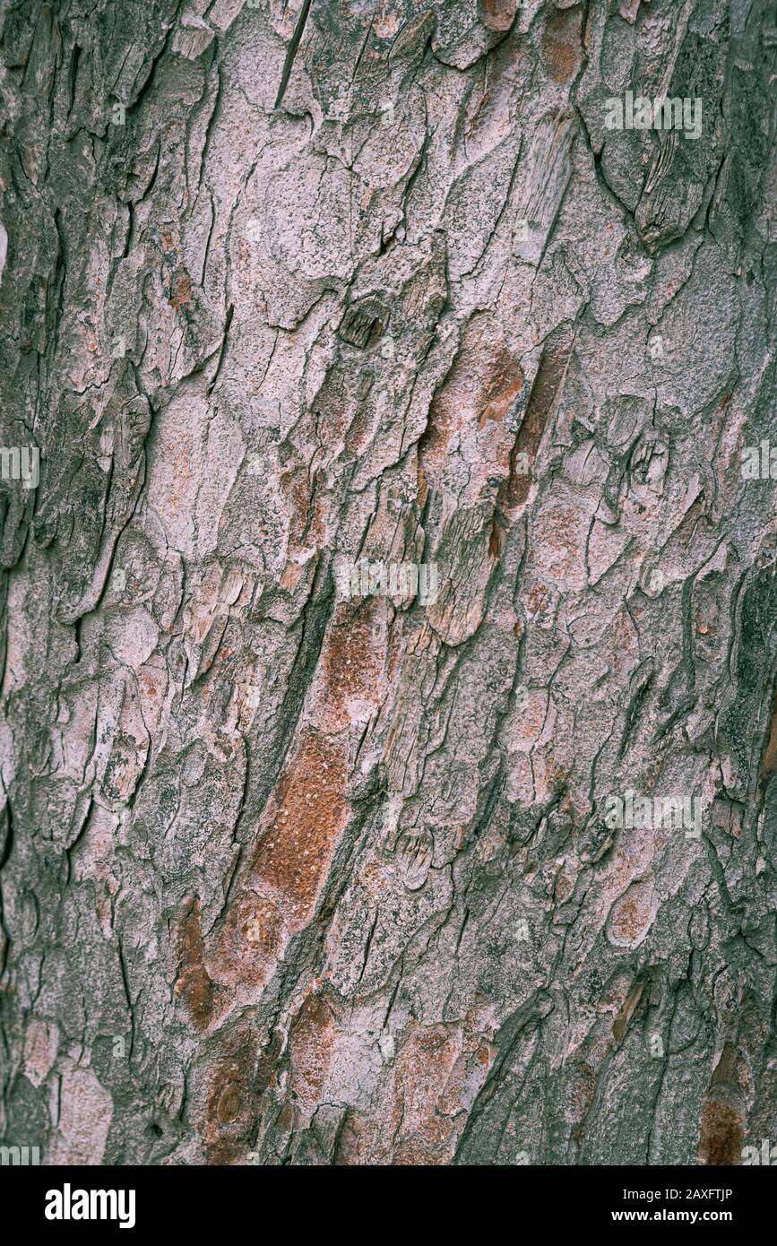 background made of old tree bark texture and patterns Stock Photo - Alamy