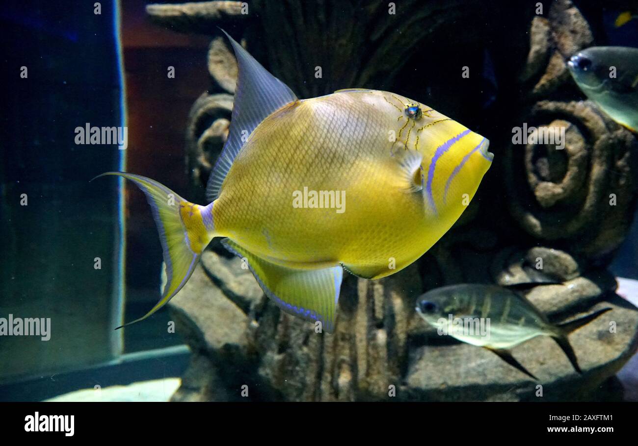 Queen triggerfish close up hi-res stock photography and images - Alamy