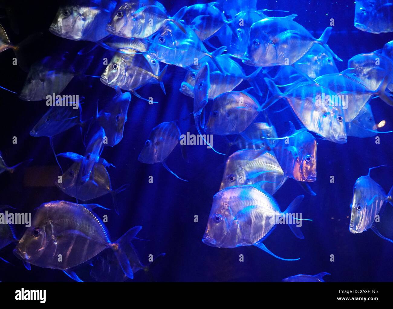 School underwater lookdown hi-res stock photography and images - Alamy