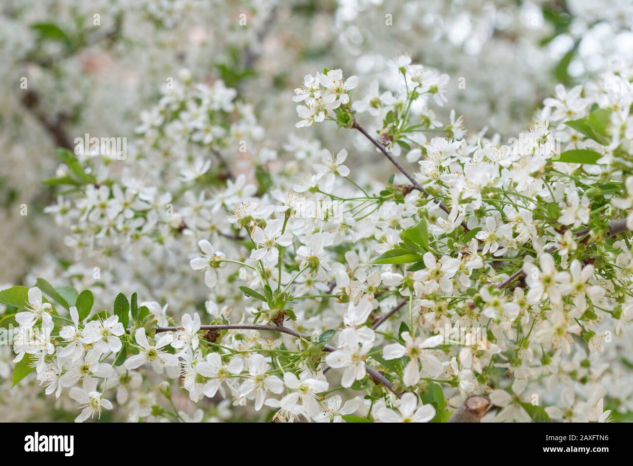 Flowering cherry tree. Hello spring. Beautiful Spring tree blossoms ...