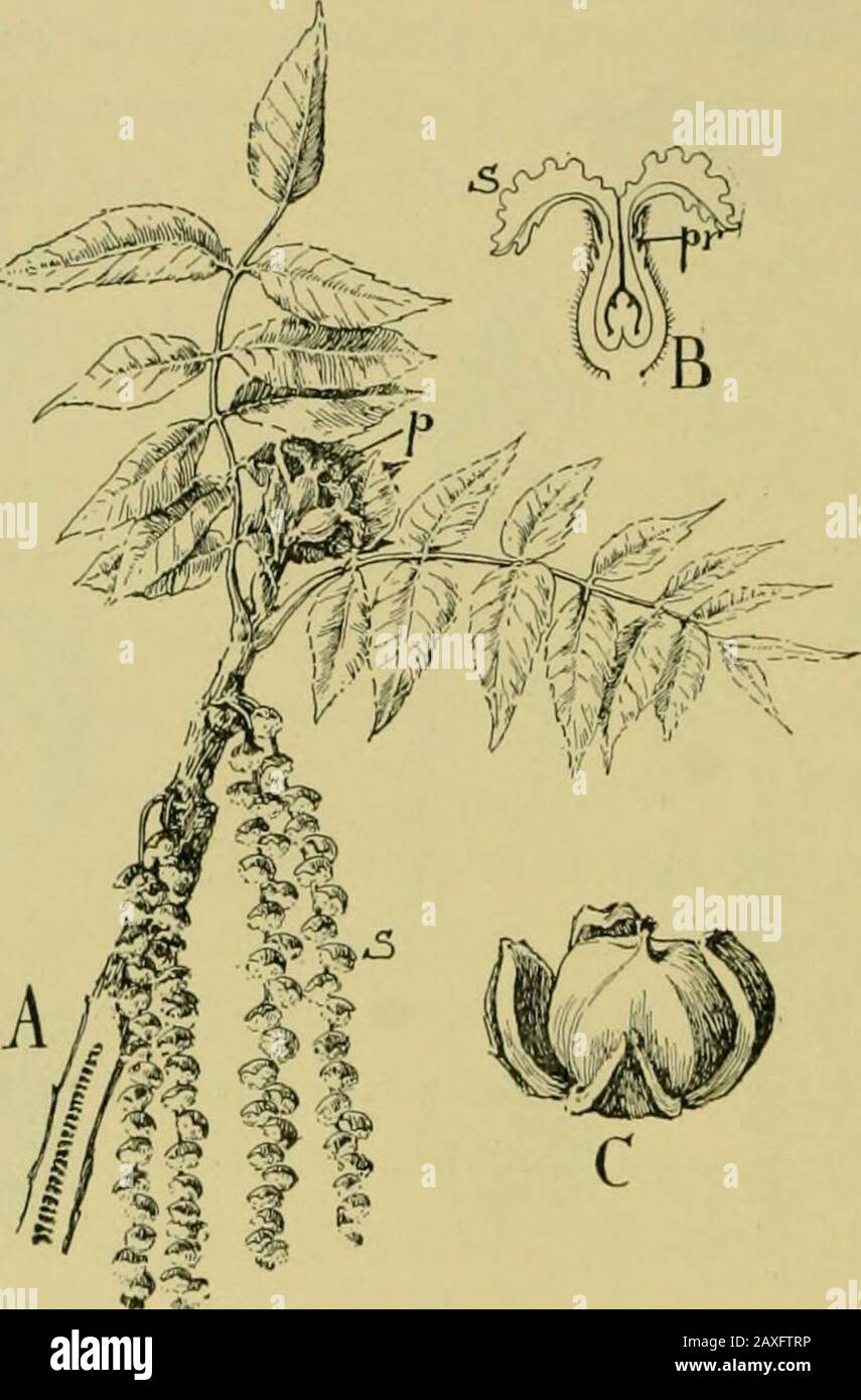 Nature and development of plants . , section of flower,the pistil being ...