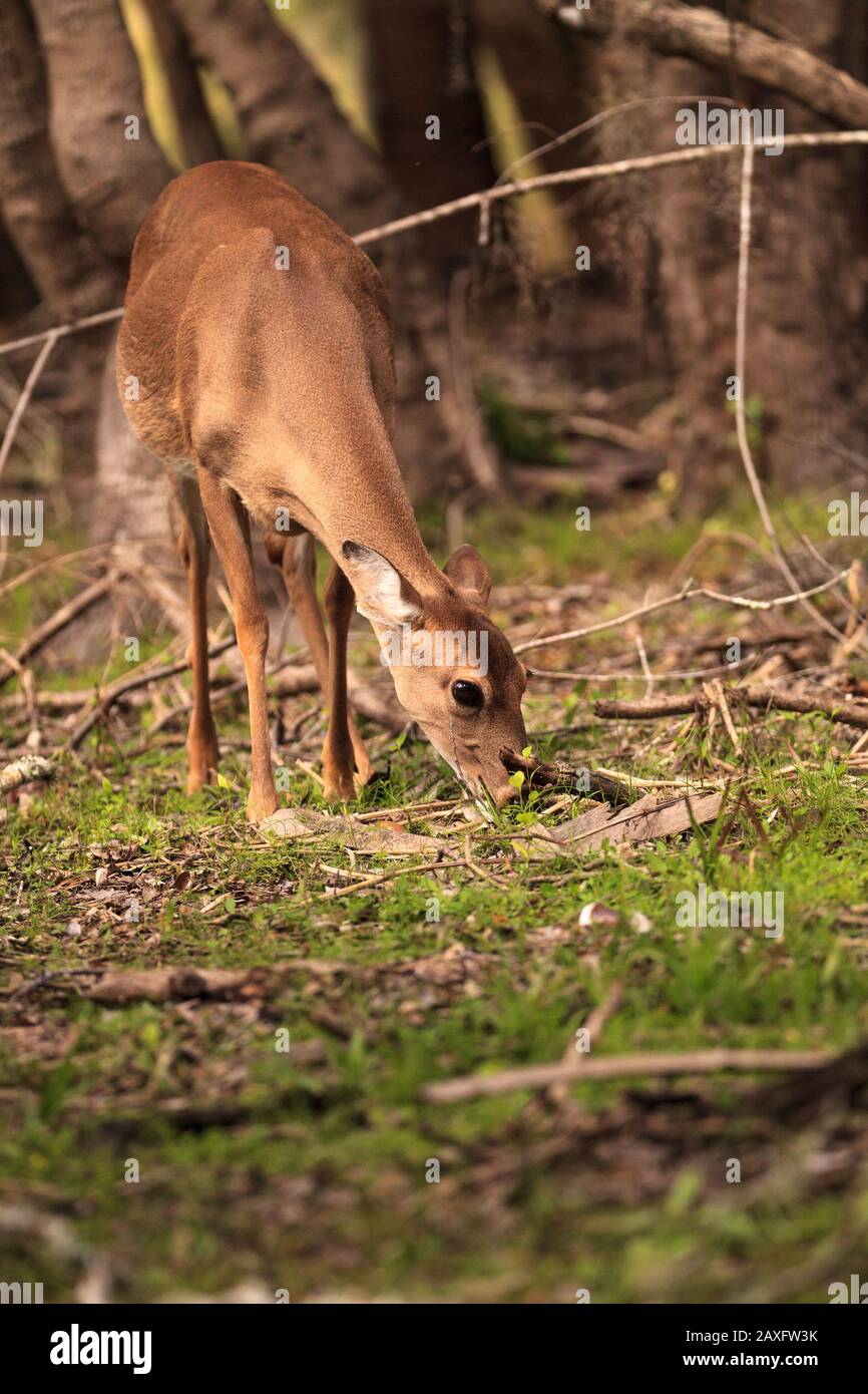 White-tailed deer Odocoileus virginianus forages for clover in the ...