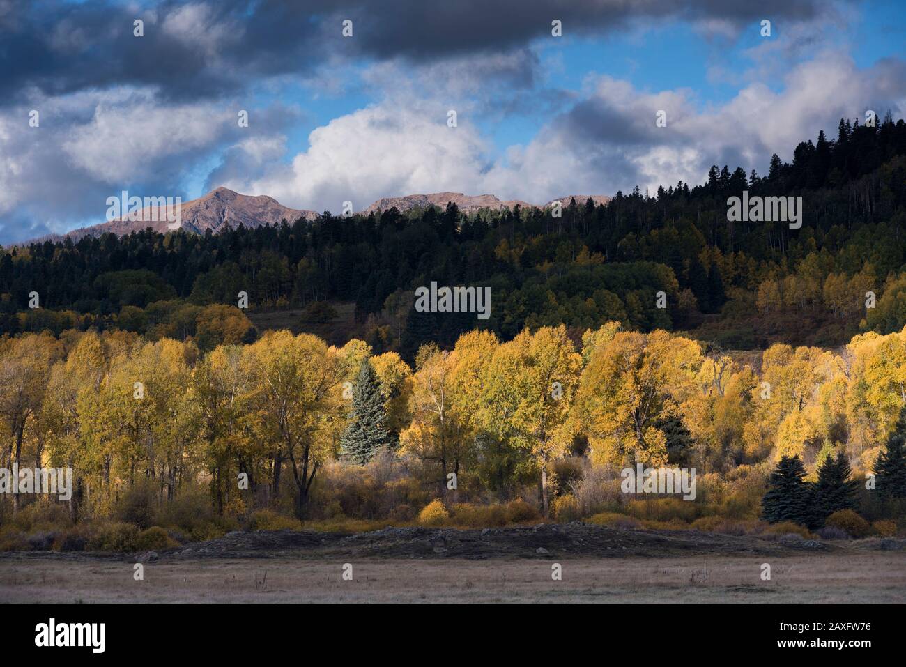 Autumn gold in the Cimarrona Valley with mountain peaks dominating the ...