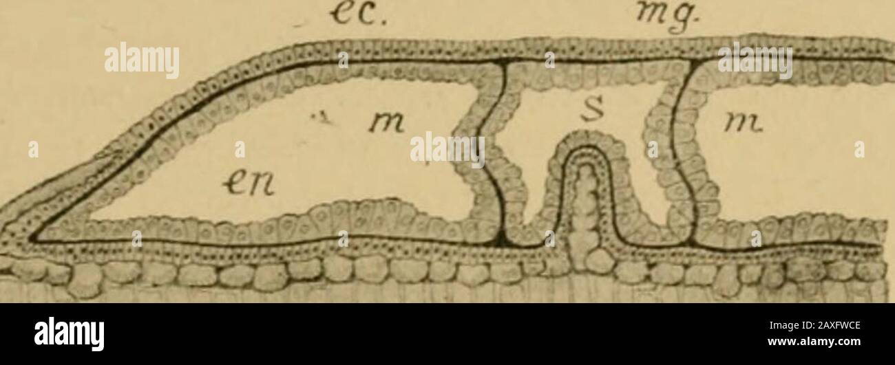 Basal laminae hi-res stock photography and images - Alamy