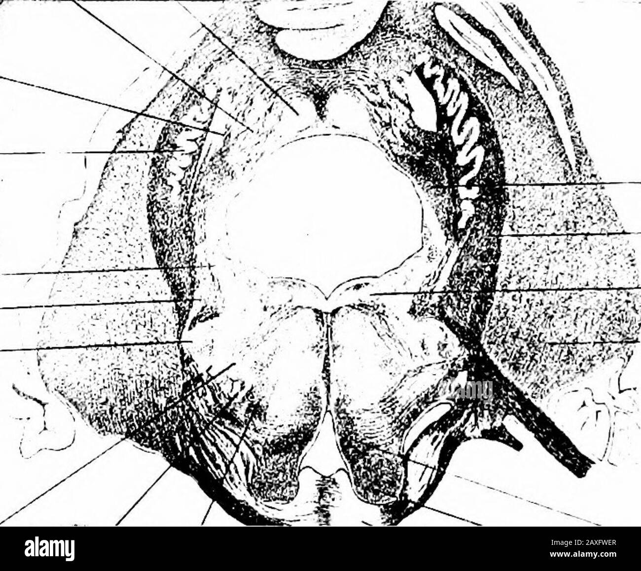 A manual of anatomy . sections. Near the side are seen the nucleus ...