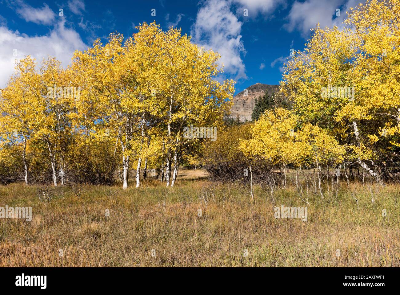 Autumn gold in the Cimarrona Valley with mountain peaks dominating the ...