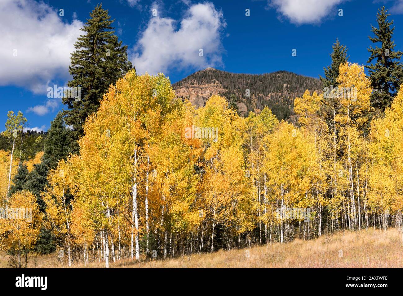 Autumn gold in the Cimarrona Valley with mountain peaks dominating the ...