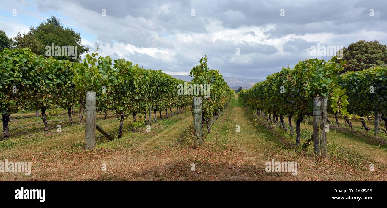 Syrah and wine hi-res stock photography and images - Alamy