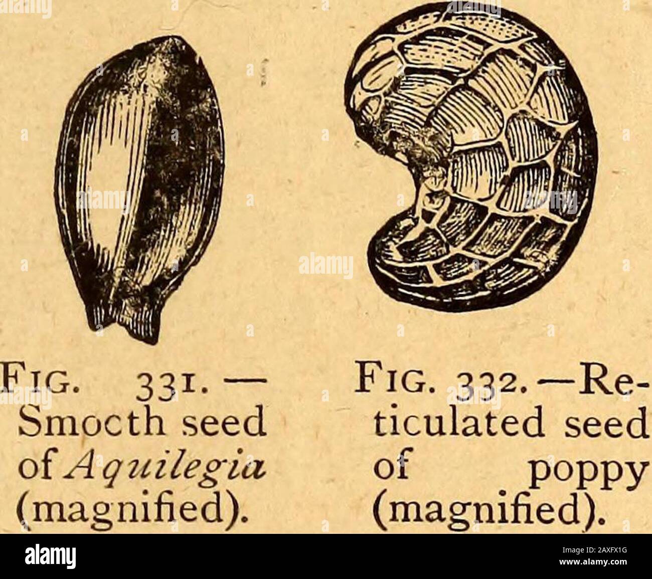 Text-book of structural and physiological botany Stock Photo - Alamy