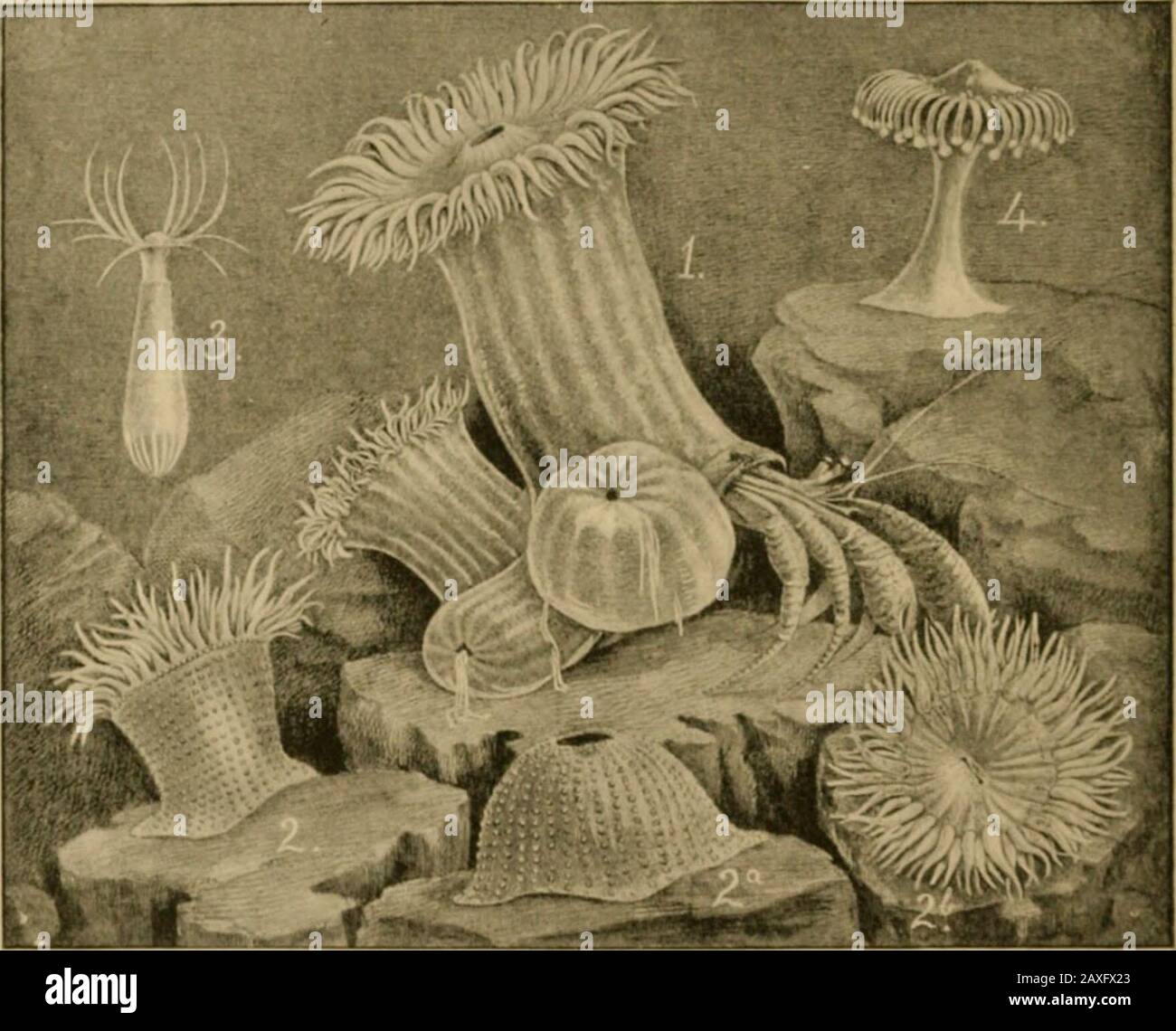 The porifera and coelentera . on periphery of peristome,one tentacle ...