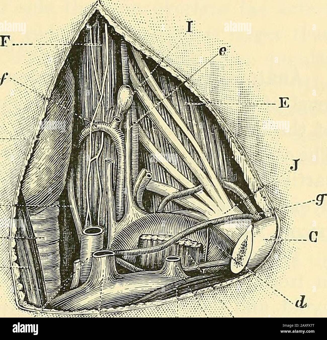 Left vertebral artery hi-res stock photography and images - Alamy