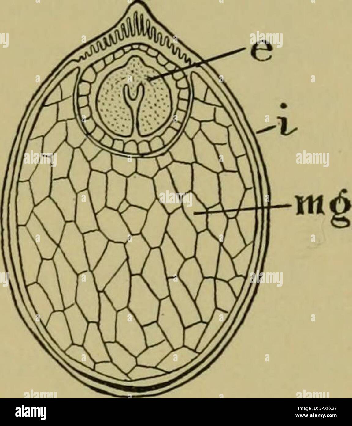 Endosperm cells hi-res stock photography and images - Alamy