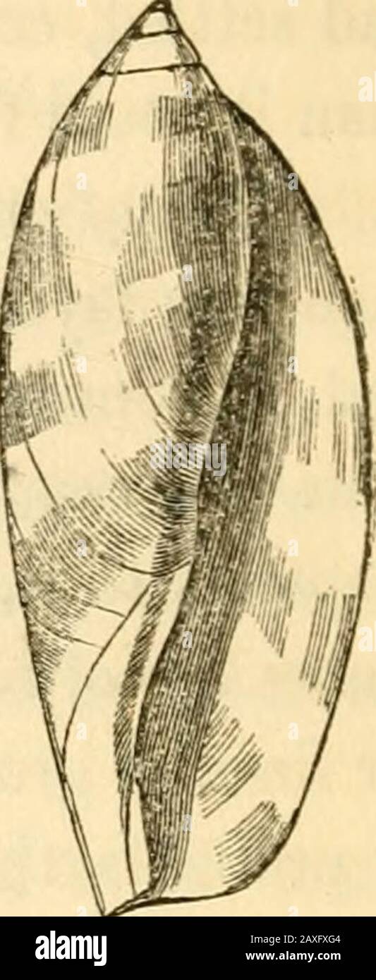 Curled claws hi-res stock photography and images - Alamy