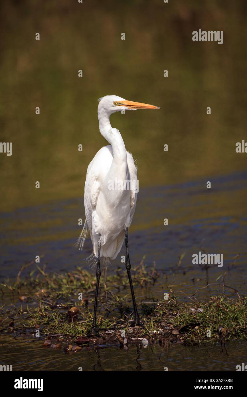 Wading Great white egret Ardea alba wading bird at Myakka State Park in ...