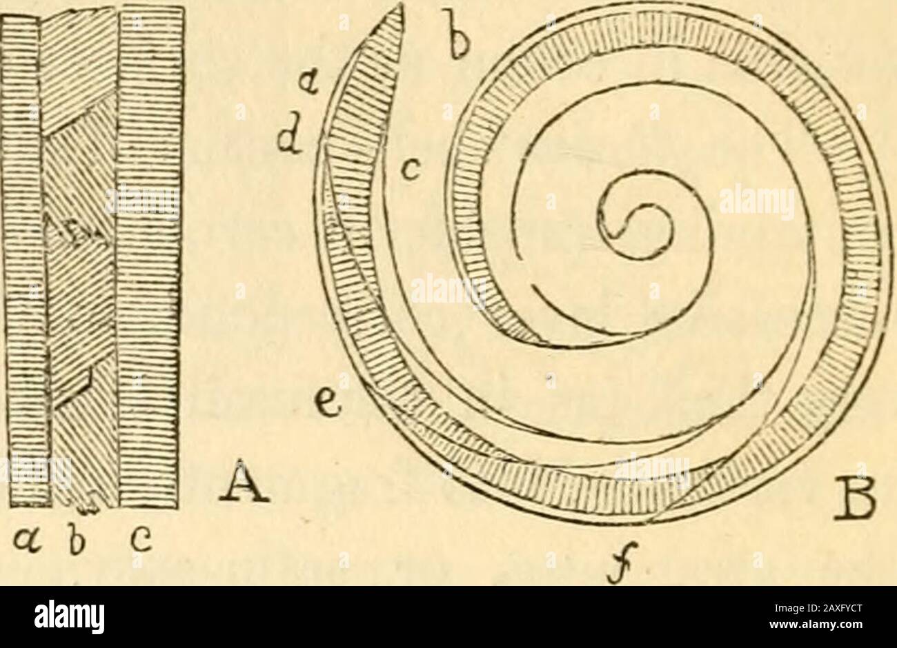Structure of a bivalve hi-res stock photography and images - Alamy