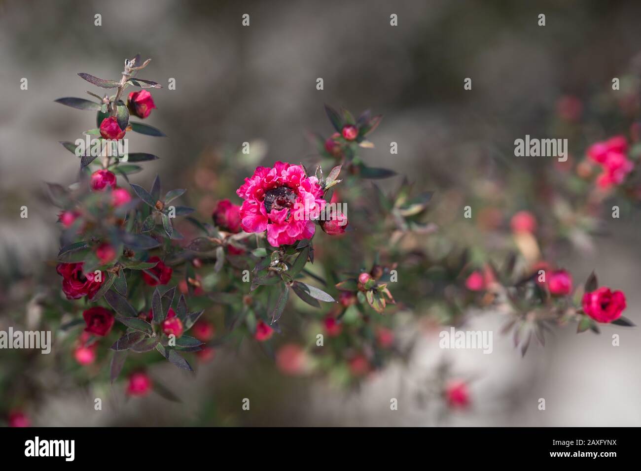 Manuka flower hi-res stock photography and images - Alamy