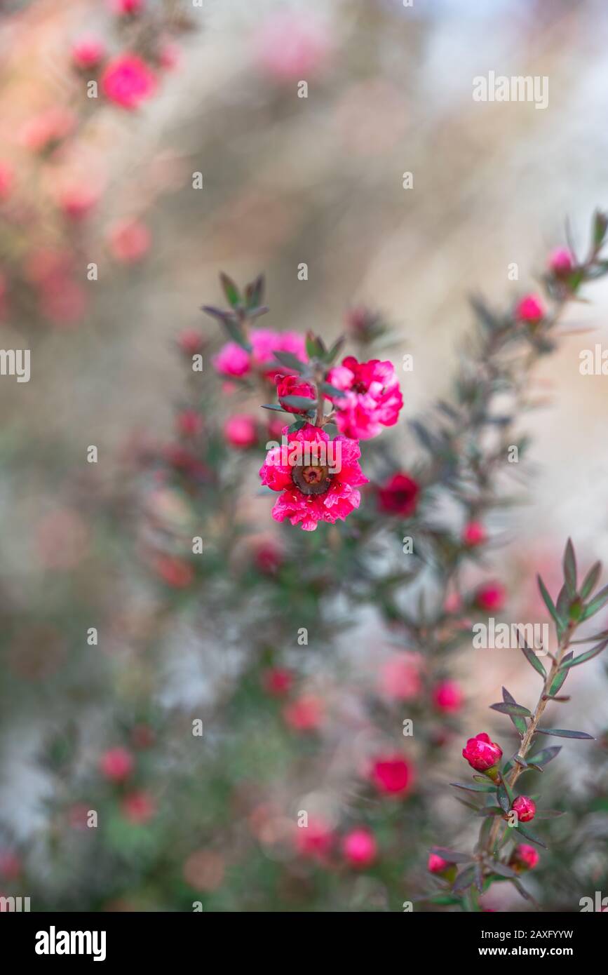 Manuka flower hi-res stock photography and images - Alamy