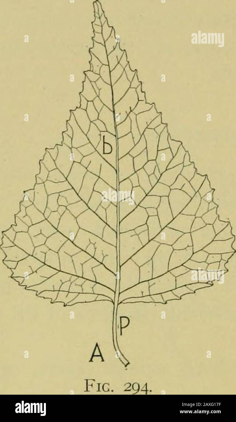 Nature and development of plants . repeatedly branch, becoming smaller ...