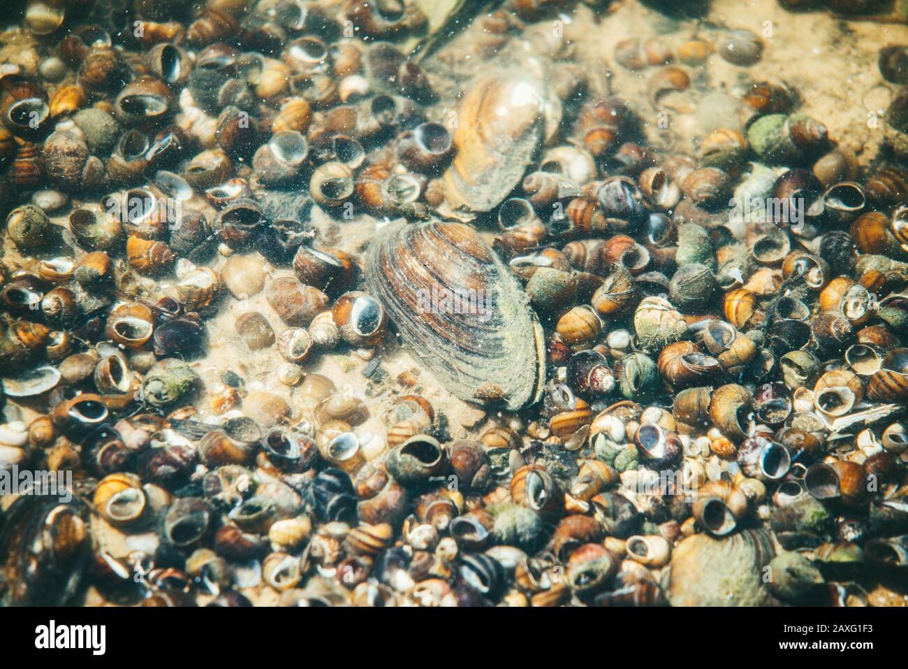 River shell background texture hi-res stock photography and images - Alamy