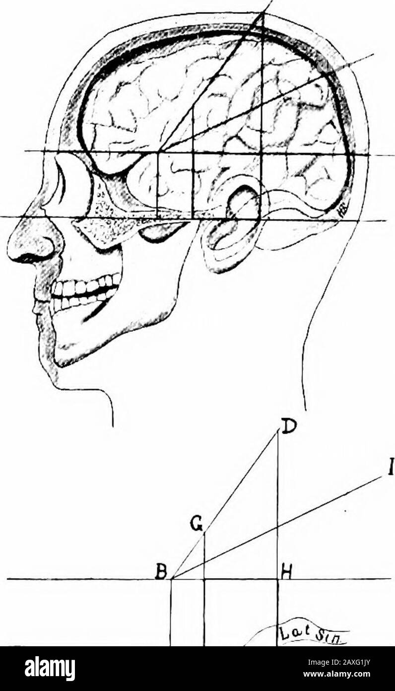 A manual of anatomy . i inches (3 cm.) behindthe external angular ...