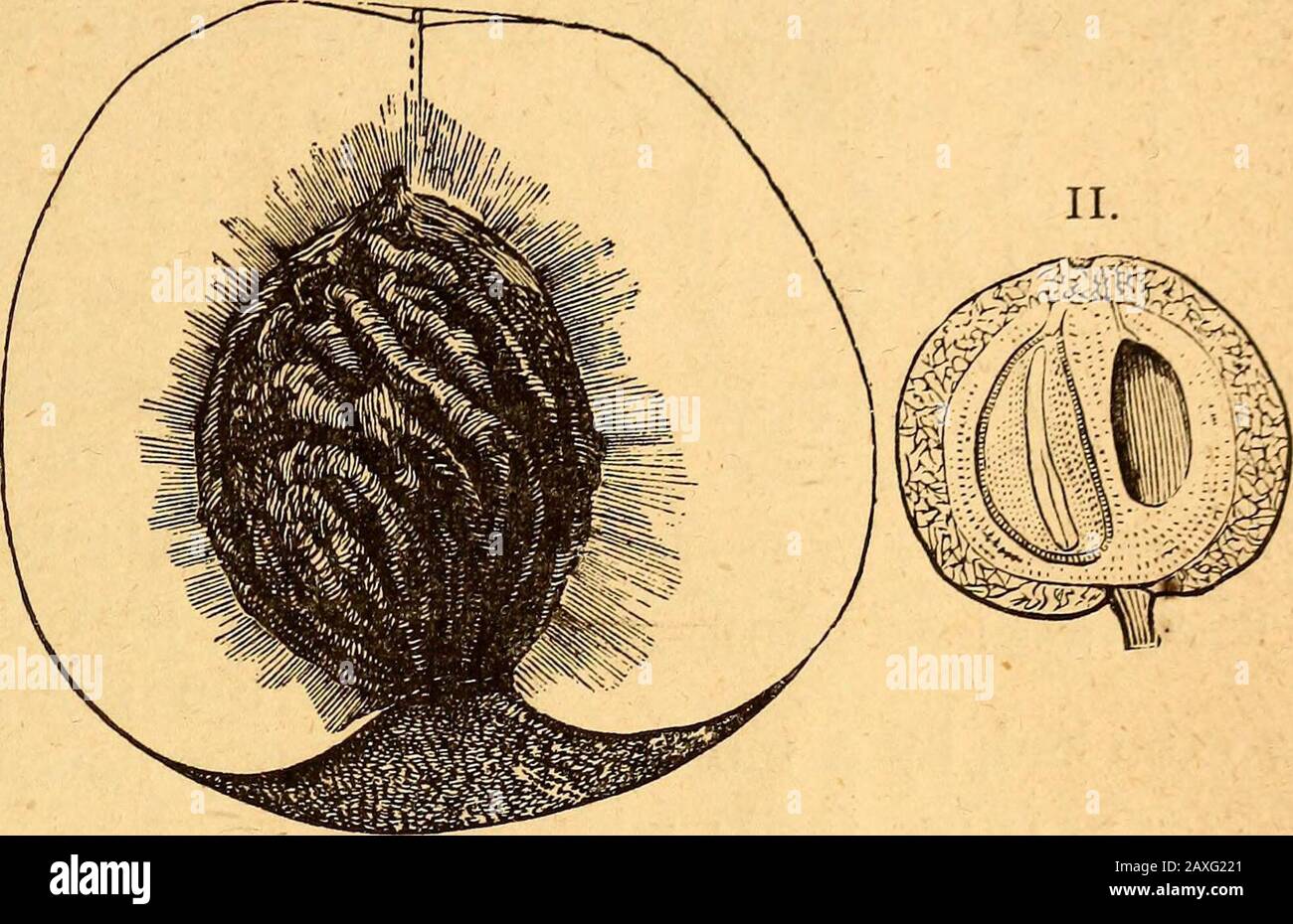 Moresucculent hi-res stock photography and images - Alamy