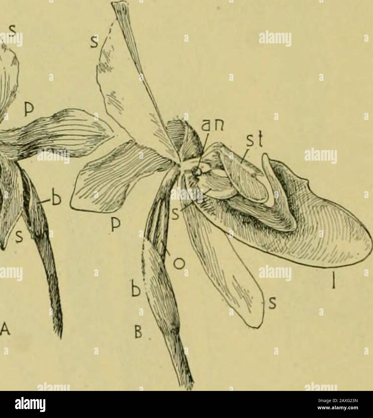 Nature and development of plants . Fig. 292. A simple type of the ...