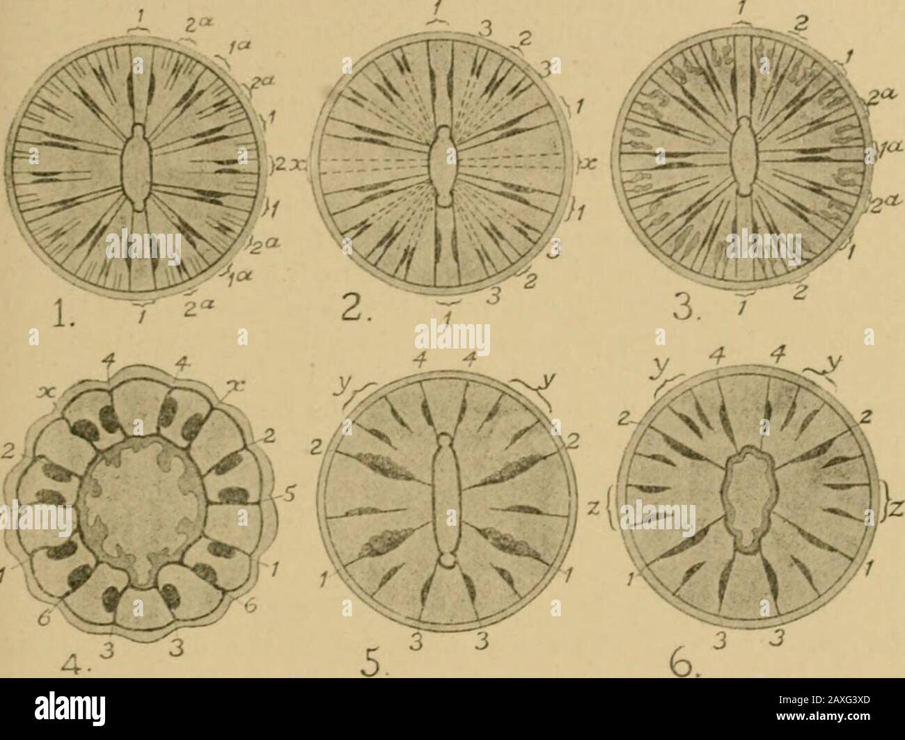 Actinians hi-res stock photography and images - Alamy