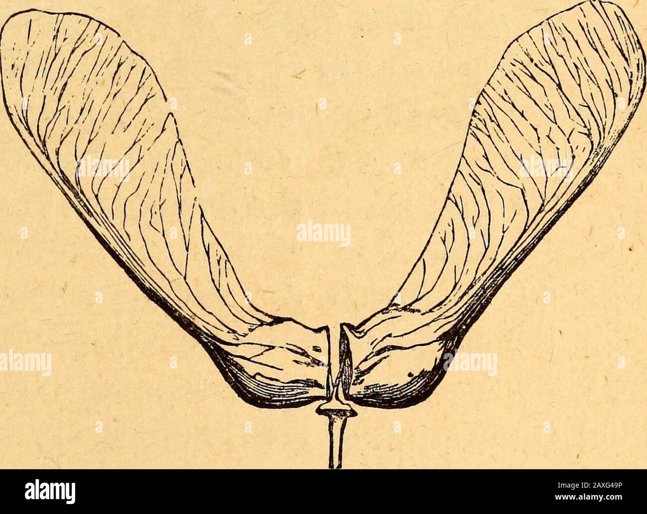 Text-book of structural and physiological botany . Fig. 316. —Legume of ...