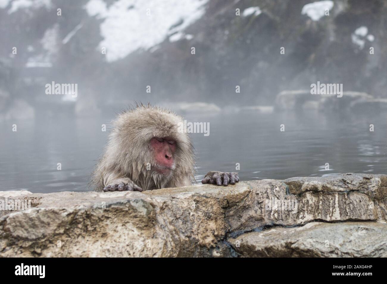 Snow Monkey or Japanese Macaque in a hot spring onsen in Jigokudani ...
