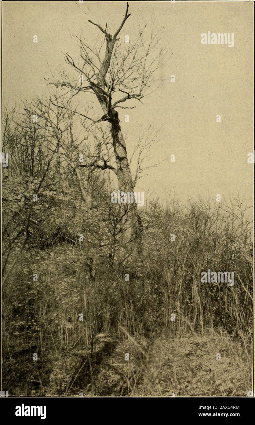 Three leafless branches hi-res stock photography and images - Alamy