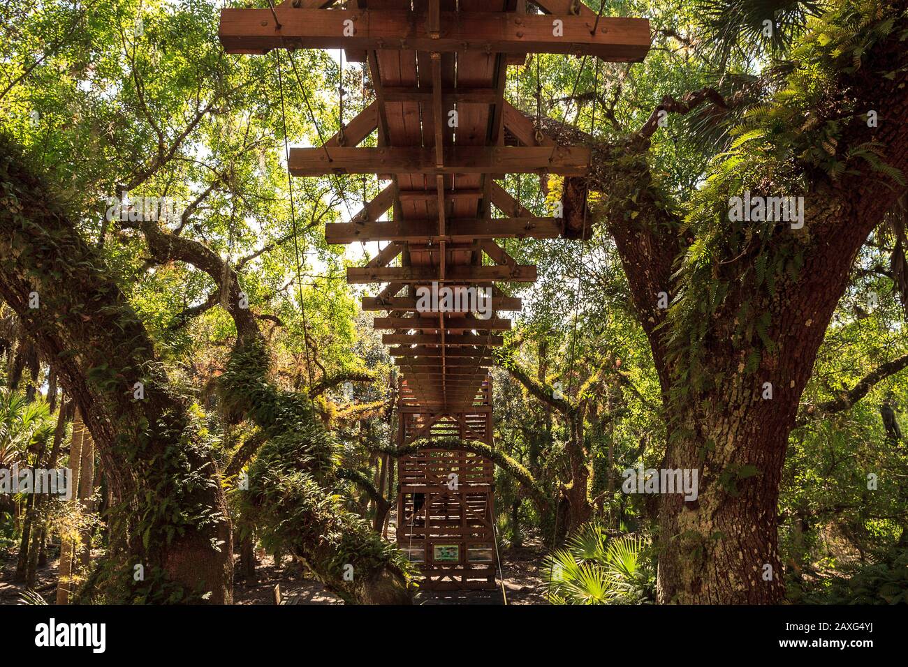 Tower, bridge, and Bird watching walkway boardwalk in Myakka State Park ...
