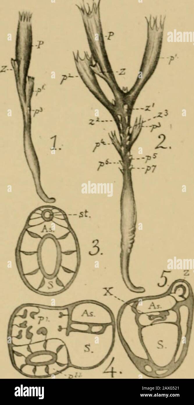 Abaxial hi-res stock photography and images - Alamy