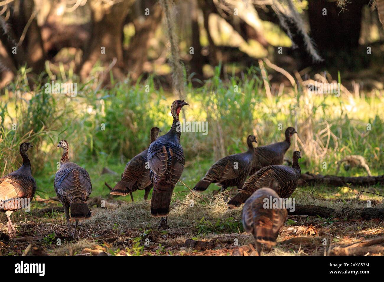 Wild osceola wild turkey Meleagris gallopavo osceola in the woods of ...