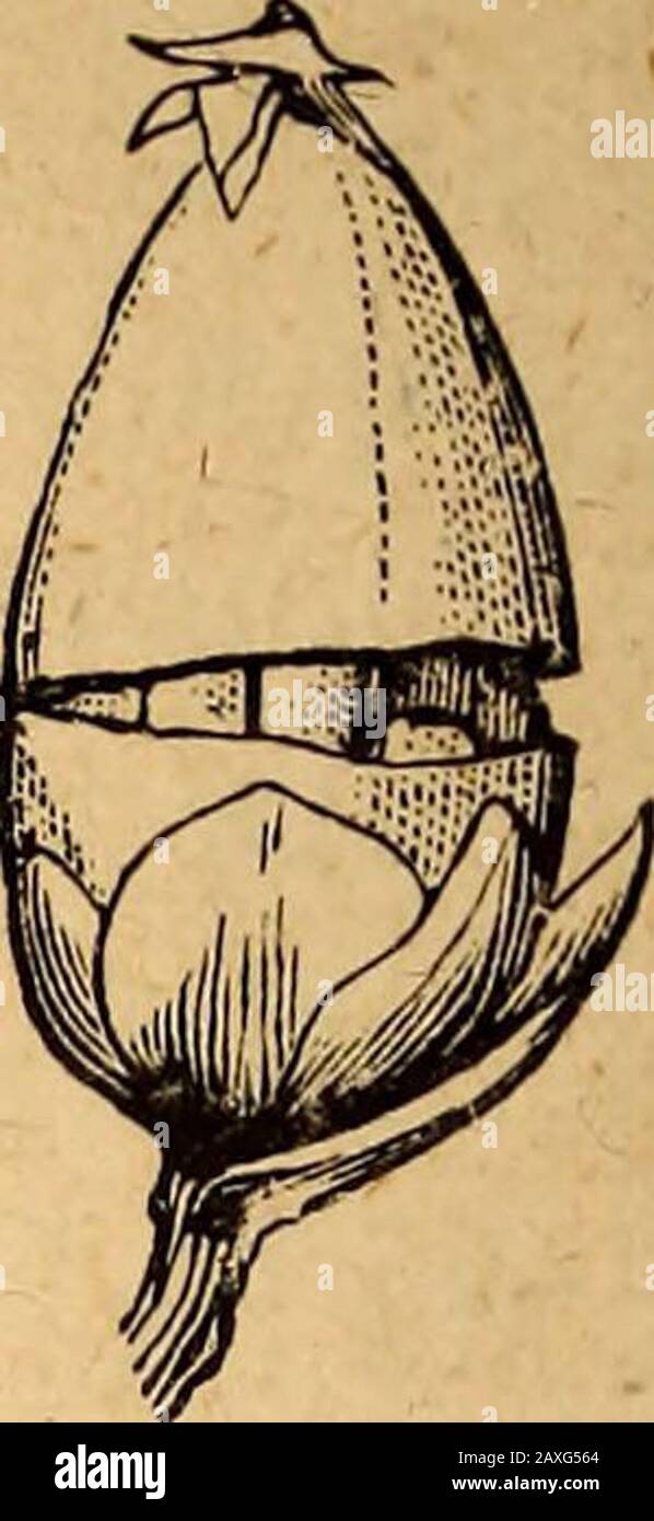 Text-book of structural and physiological botany . Fig. 311.—Capsule or ...