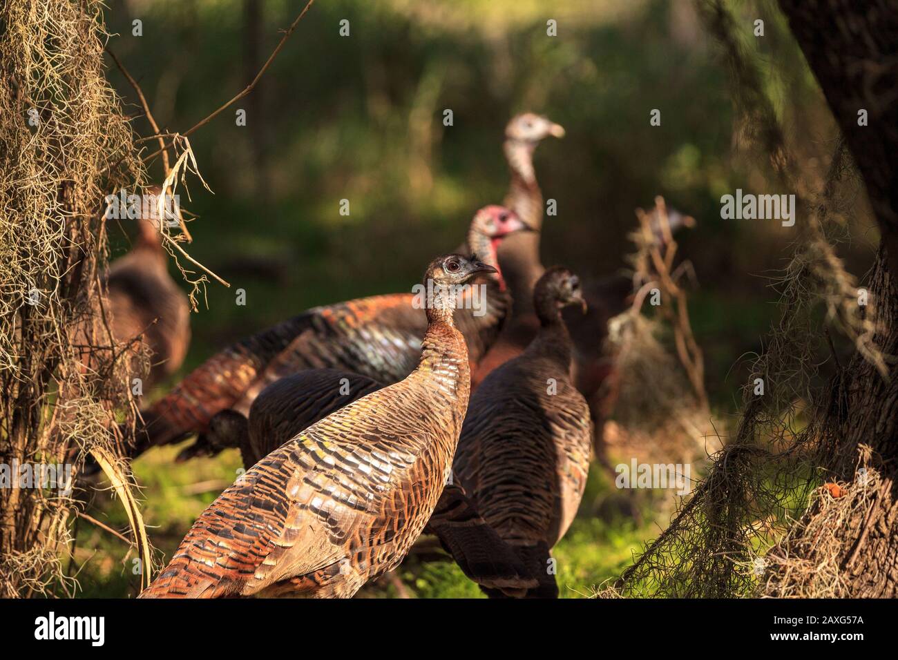 Wild osceola wild turkey Meleagris gallopavo osceola in the woods of ...