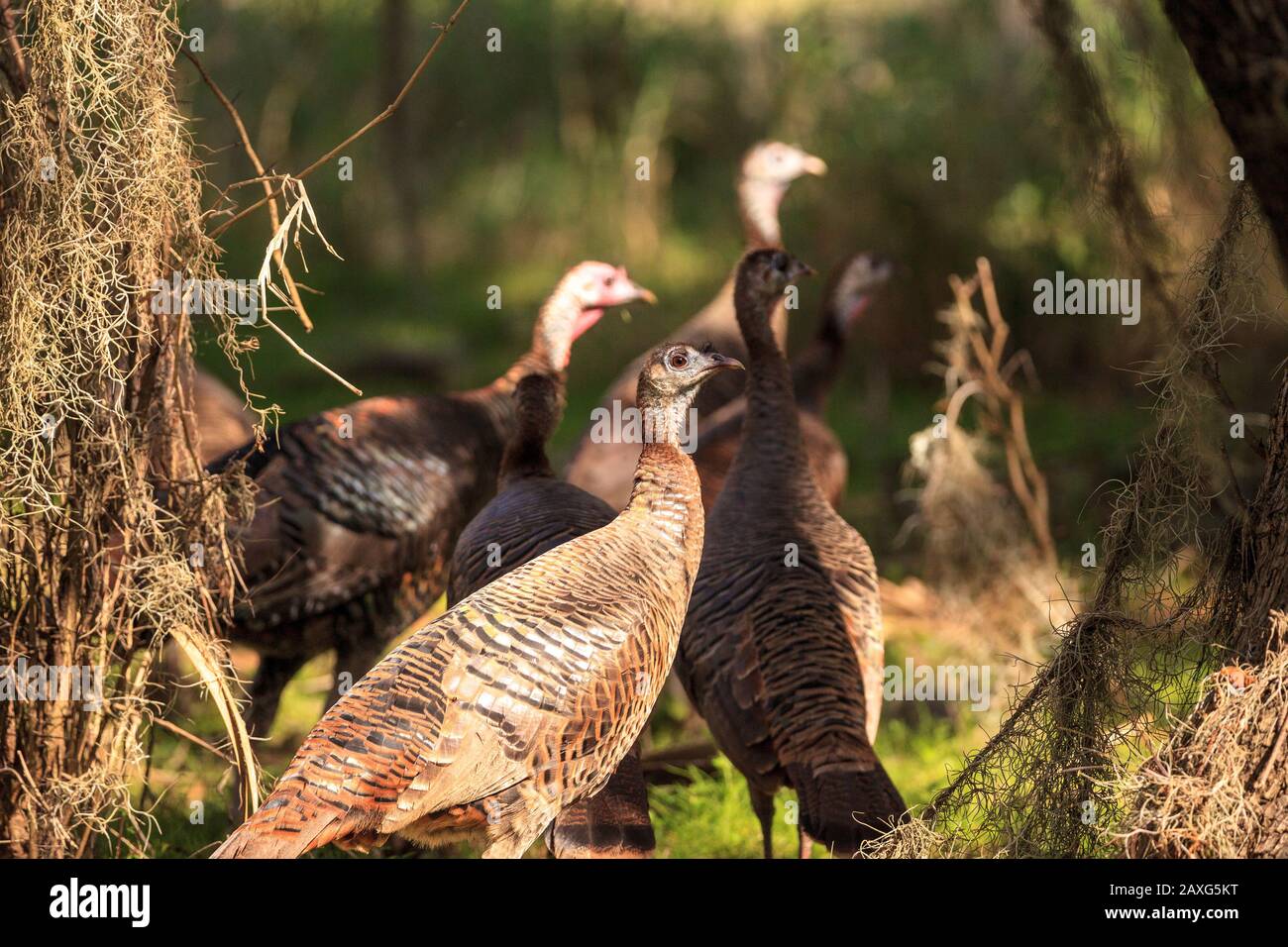 Wild osceola wild turkey Meleagris gallopavo osceola in the woods of ...