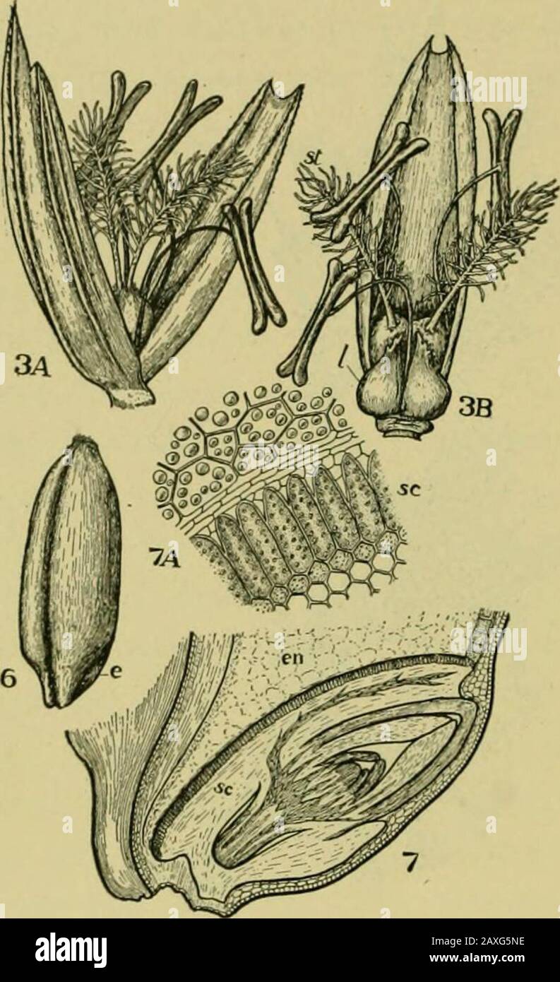 Nature and development of plants . e of spike. At base two sterile ...