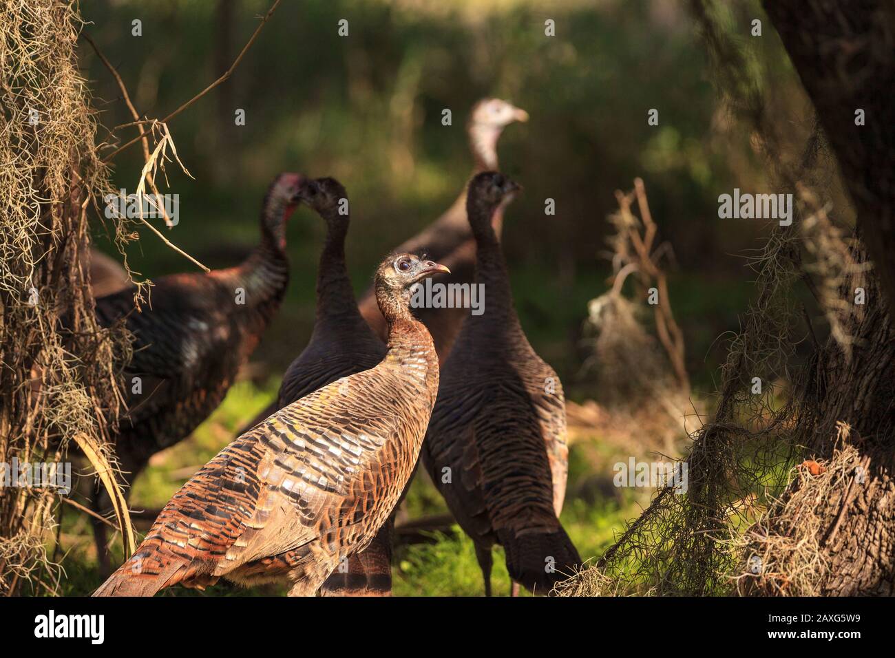 Wild osceola wild turkey Meleagris gallopavo osceola in the woods of ...