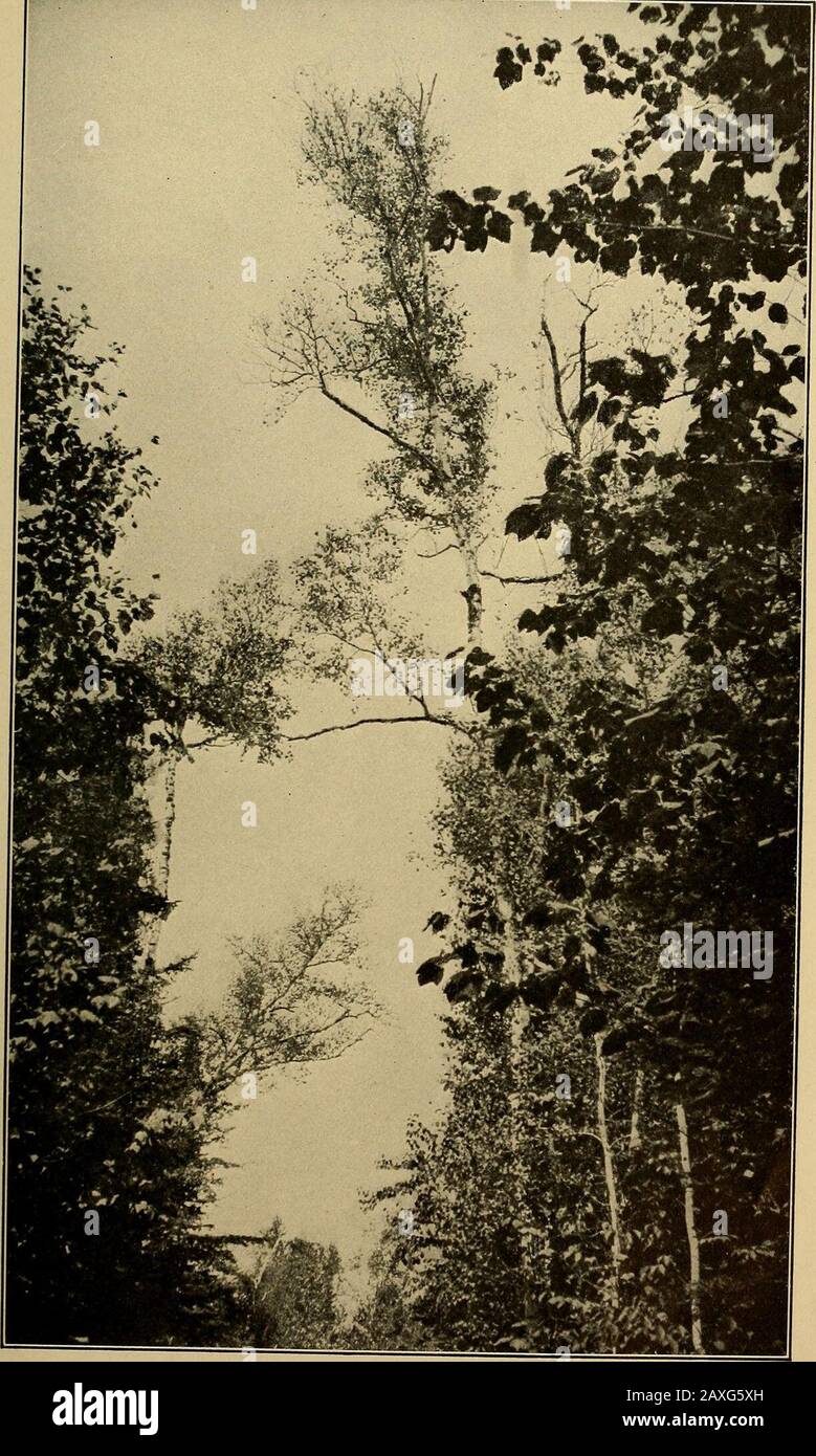 Outing . IN TAKING PHOTOGRAPHS AT AN UPWARD SLANT USE THE RISING AND ...