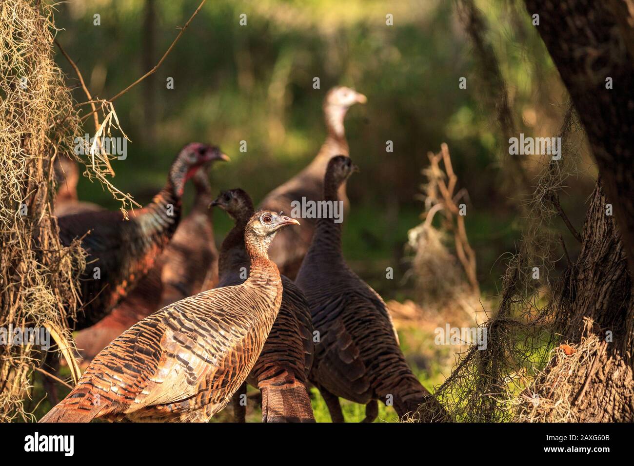 Wild osceola wild turkey Meleagris gallopavo osceola in the woods of ...
