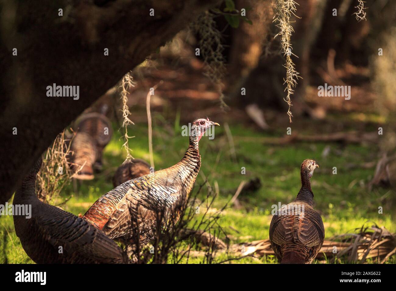 Wild osceola wild turkey Meleagris gallopavo osceola in the woods of ...