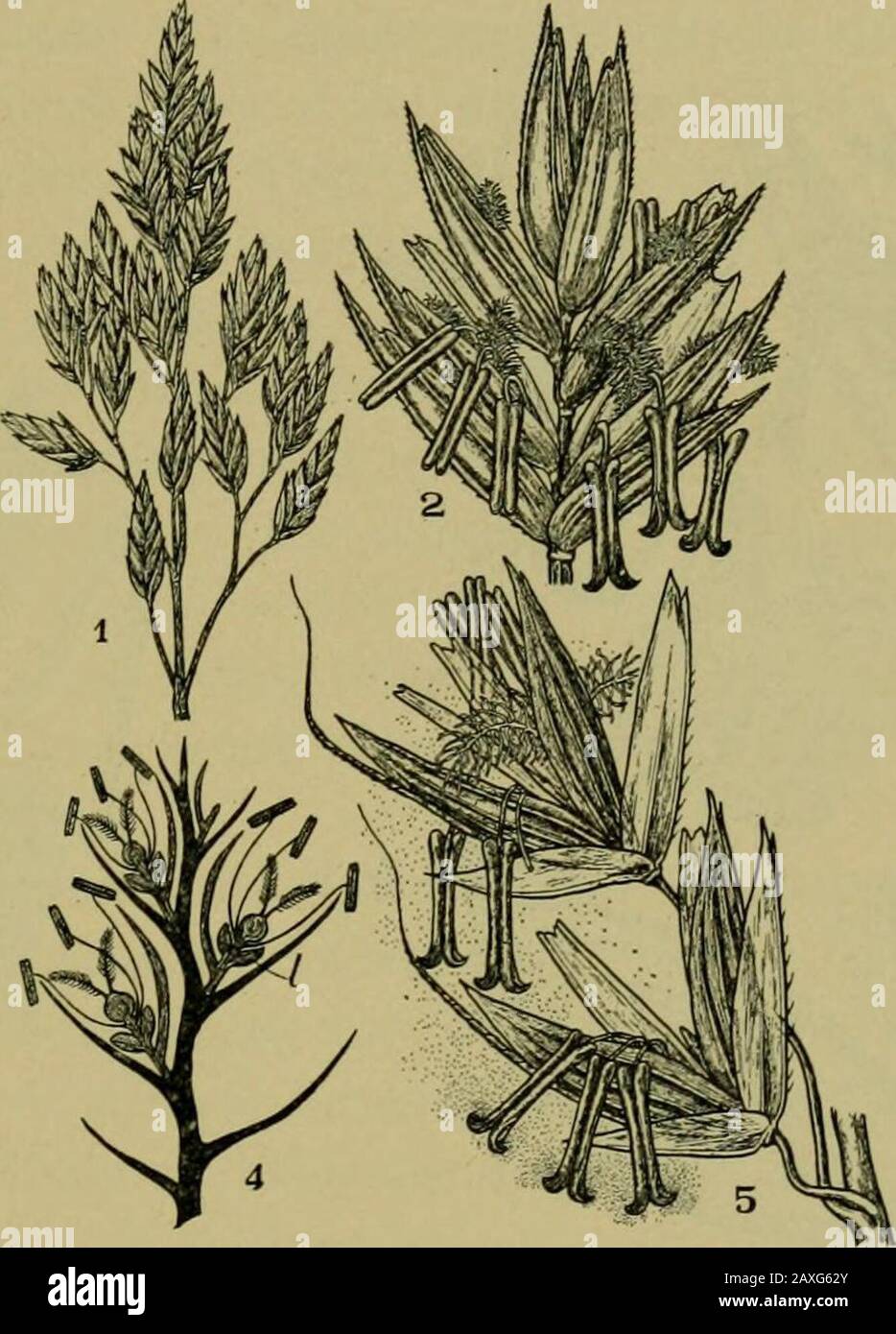 4 stamens in each flower hi-res stock photography and images - Alamy