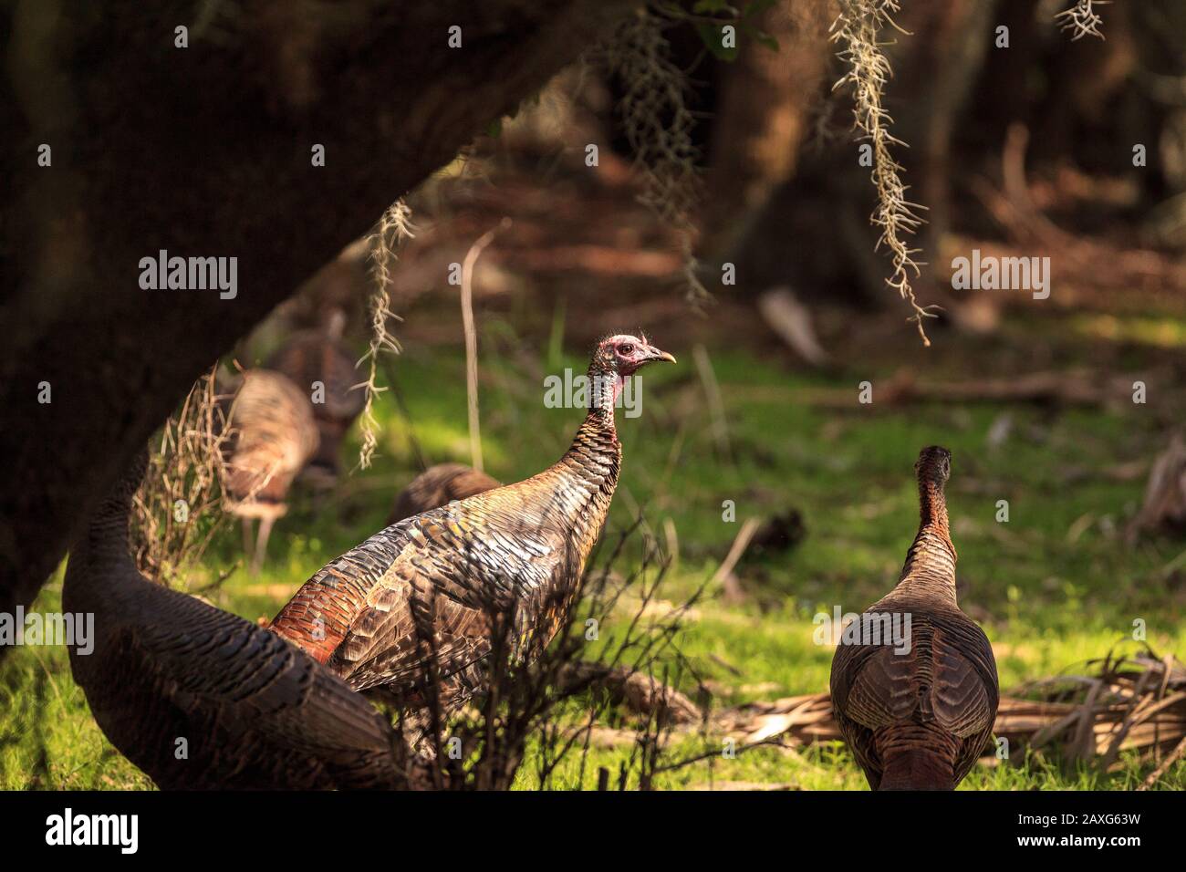 Wild osceola wild turkey Meleagris gallopavo osceola in the woods of ...
