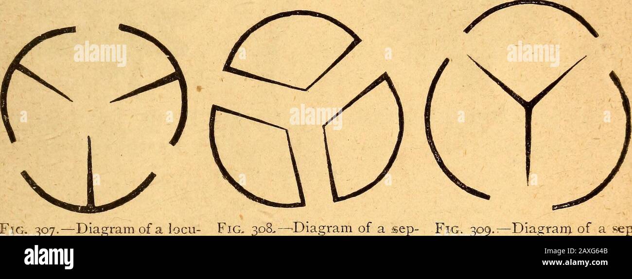 Text-book of structural and physiological botany . 7mila dehising by ...