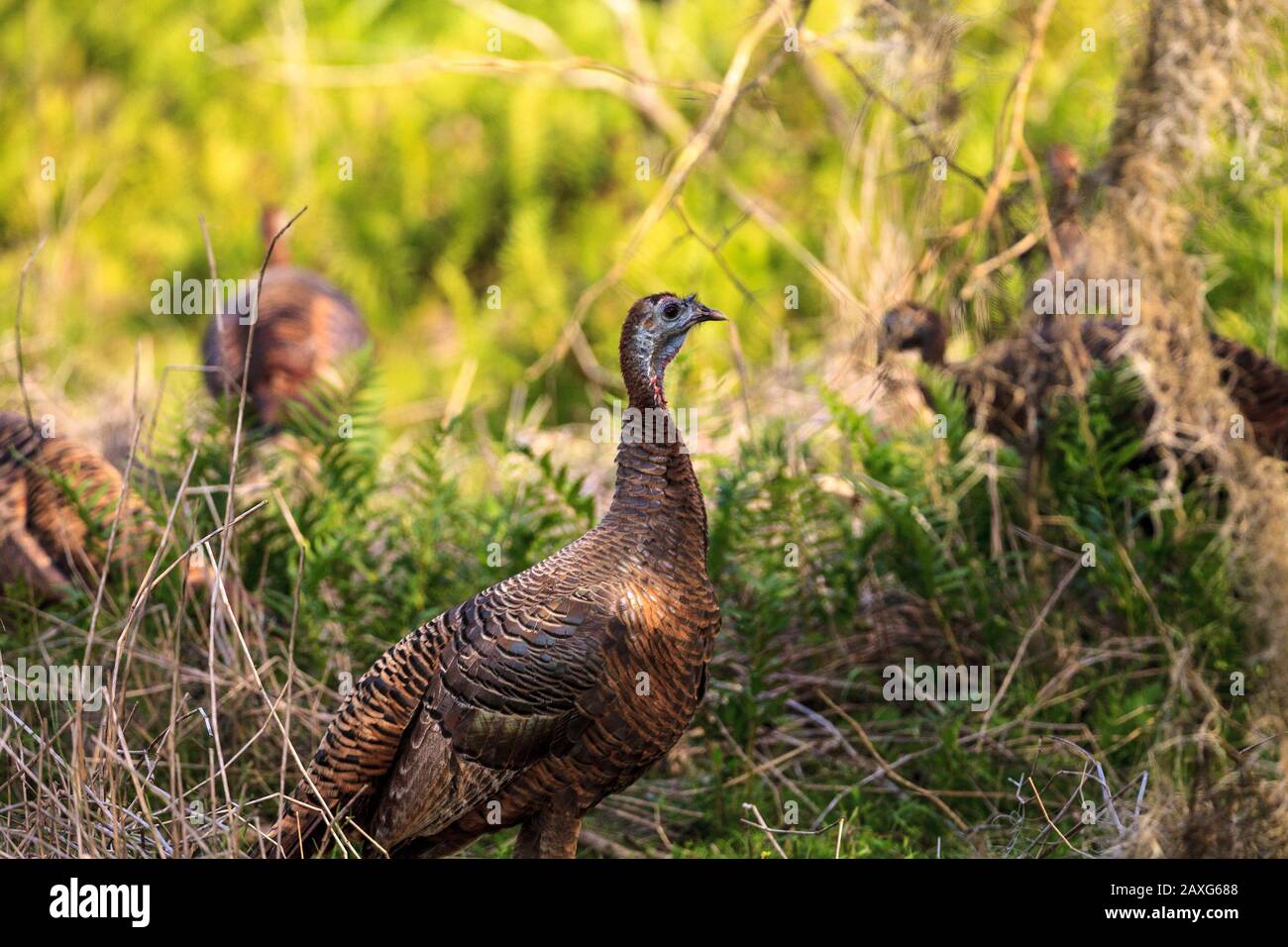 Wild osceola wild turkey Meleagris gallopavo osceola in the woods of ...